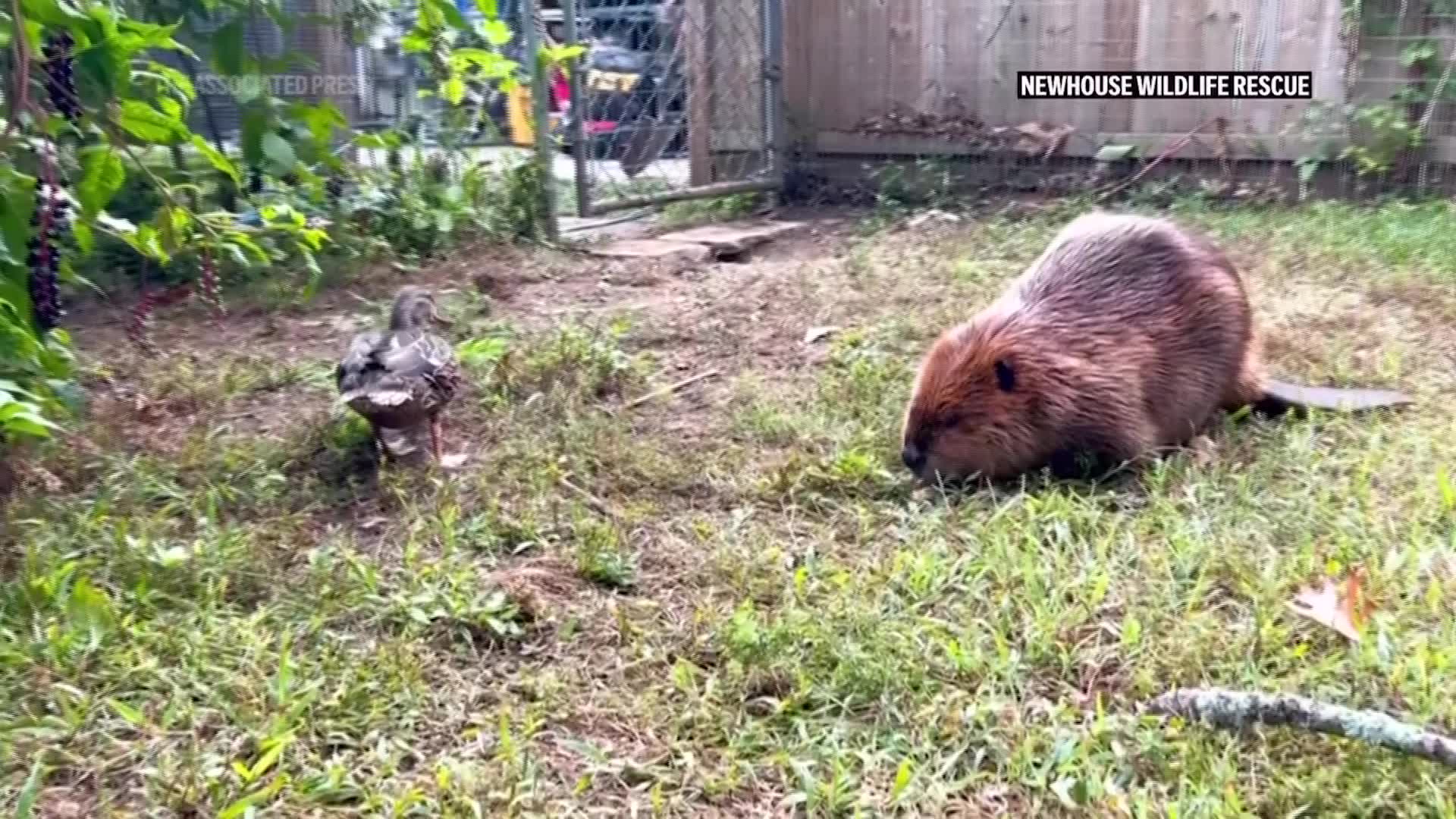The fate of Nibi the beaver lands in court as rescuers try to stop her ...