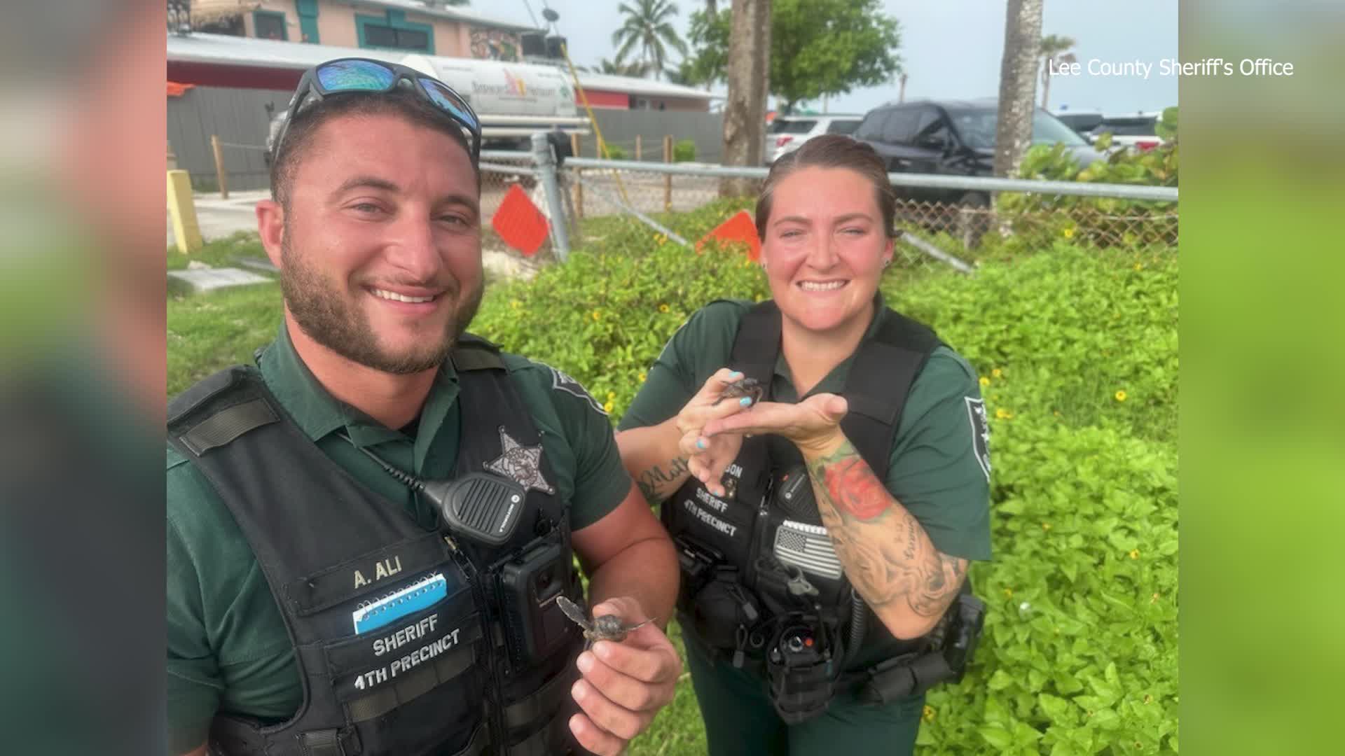 Florida deputies rescue distressed baby sea turtles from sewage drain ...