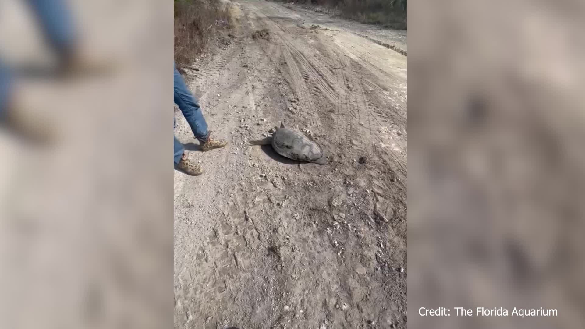 Sea Turtle rescued after being found a mile from the ocean in Cedar Key ...