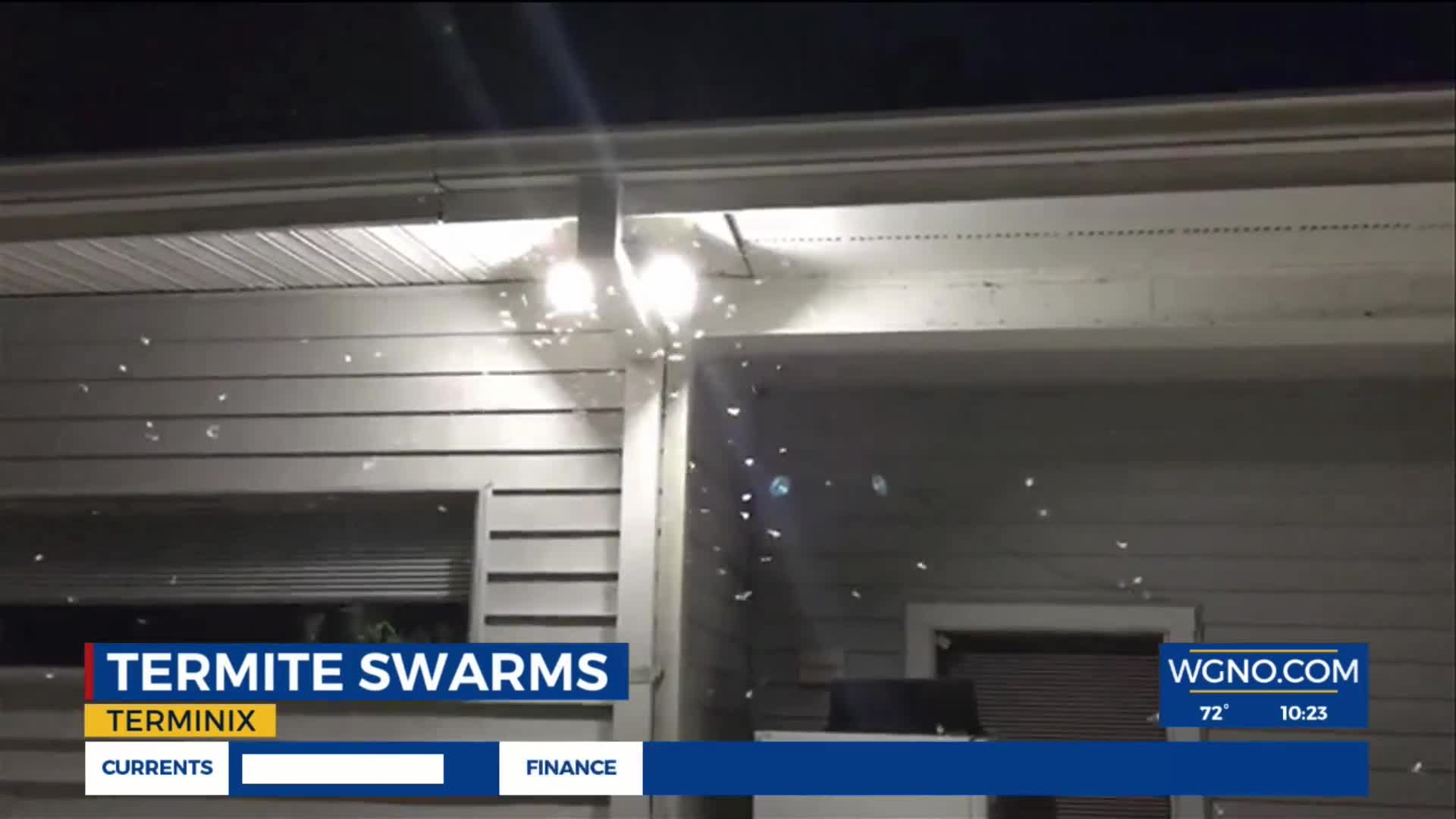 What you need to know about termite swarms in Louisiana this summer – WGNO