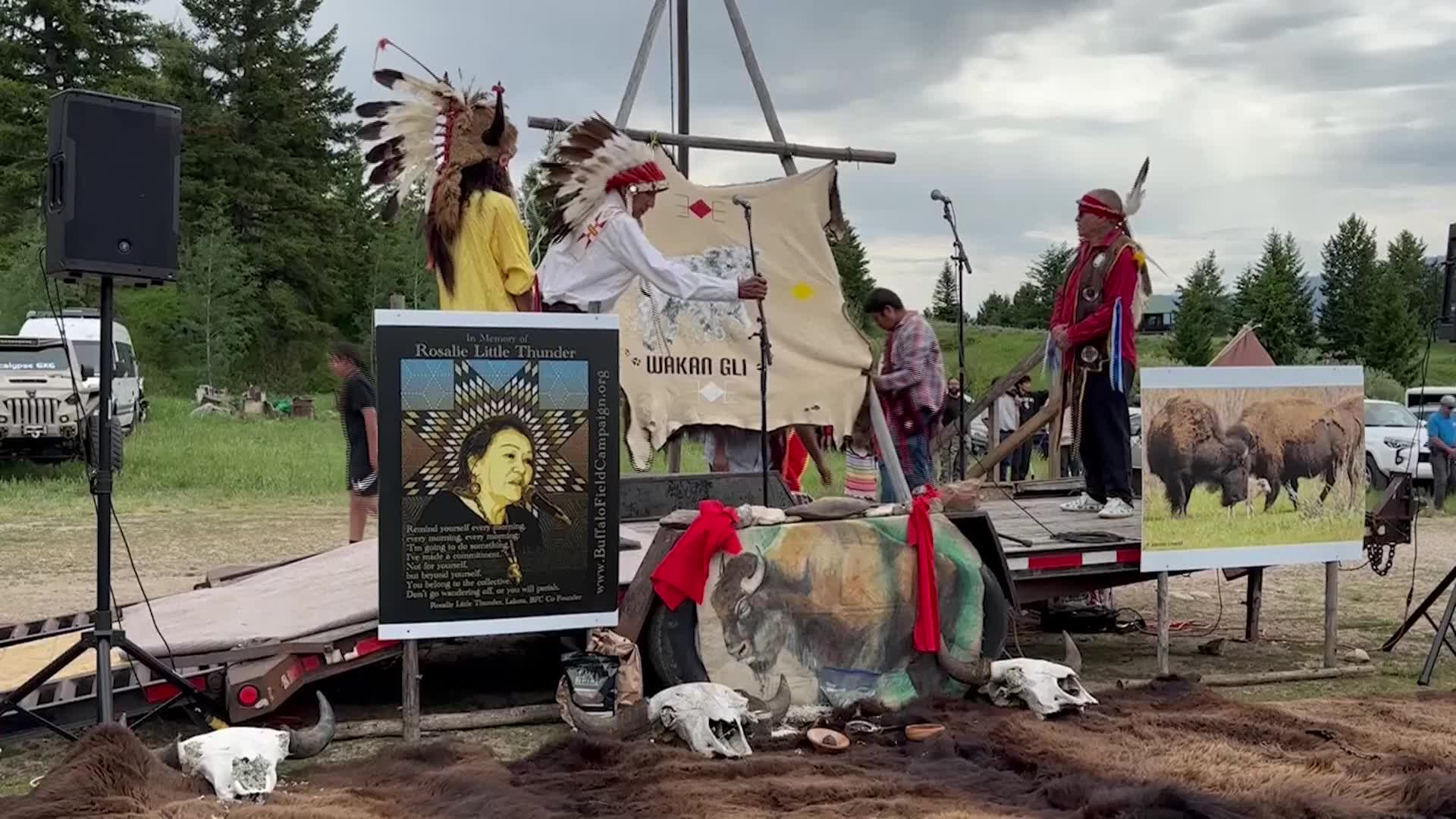 Tribes honor the birth of a rare white buffalo calf in Yellowstone and ...
