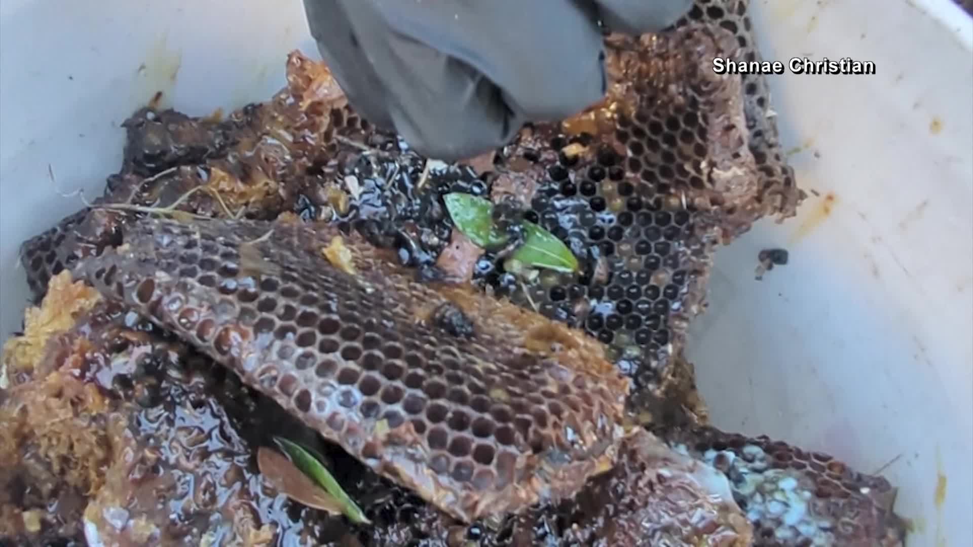 Florida man survives after being stung by bees 100+ times, falling 30 ...