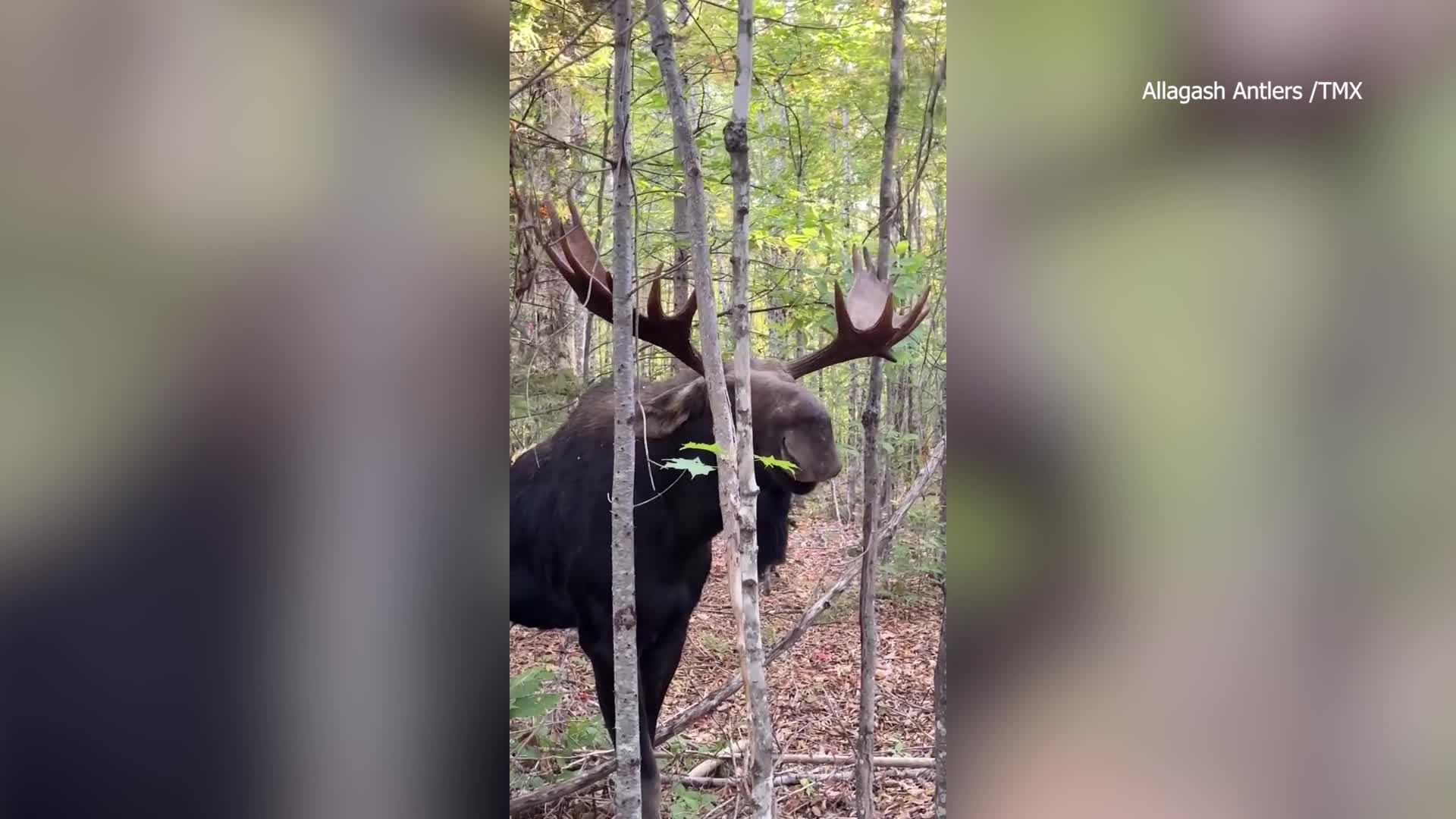 Bull moose briefly seen charging man after a stare down – WFLA