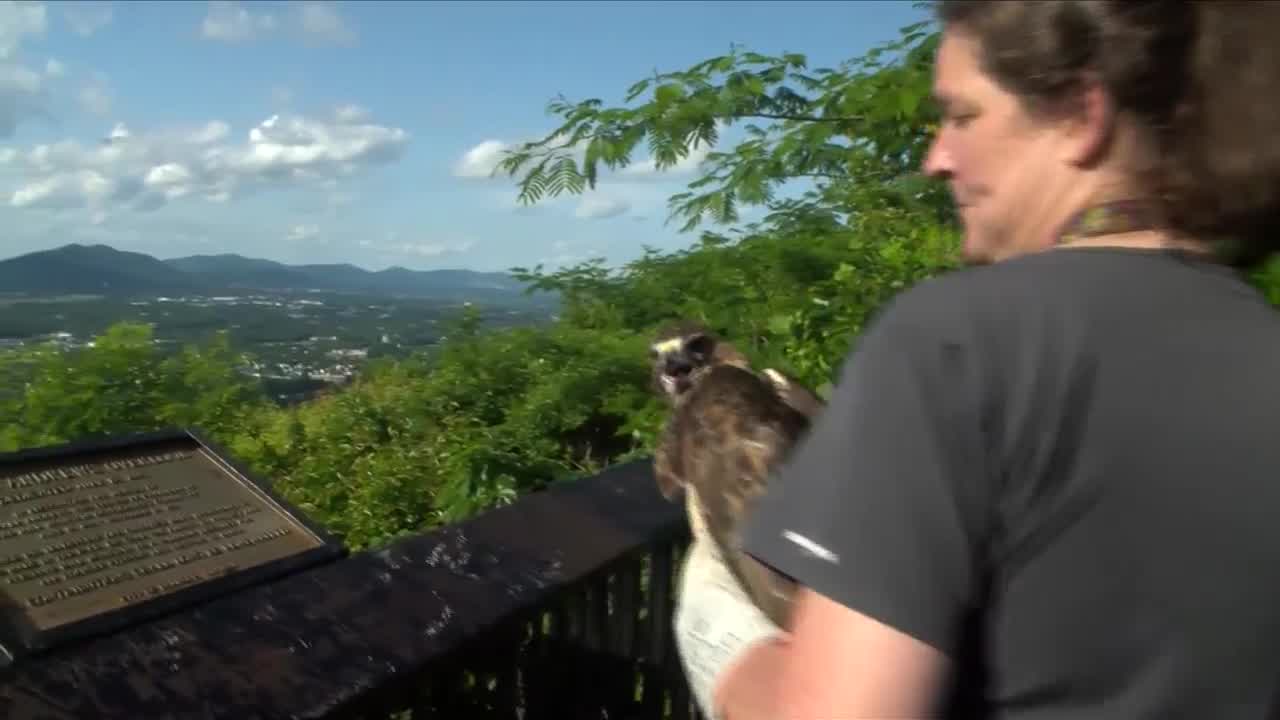 Southwest Virginia Wildlife Center releases Red-Tailed Hawk back in the ...