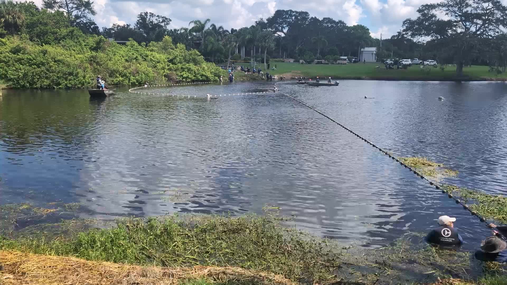 Multiple manatees stuck in pond from Helene rescued by Florida Fish ...