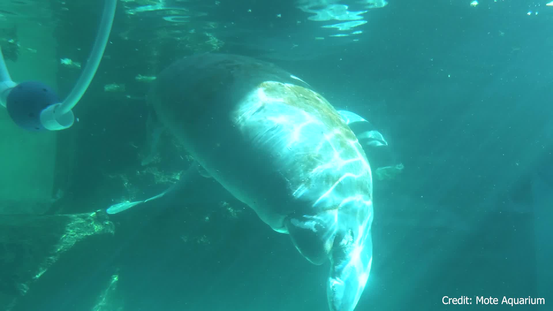 Mote Aquarium reopens after back-to-back hurricanes, welcomes new ...