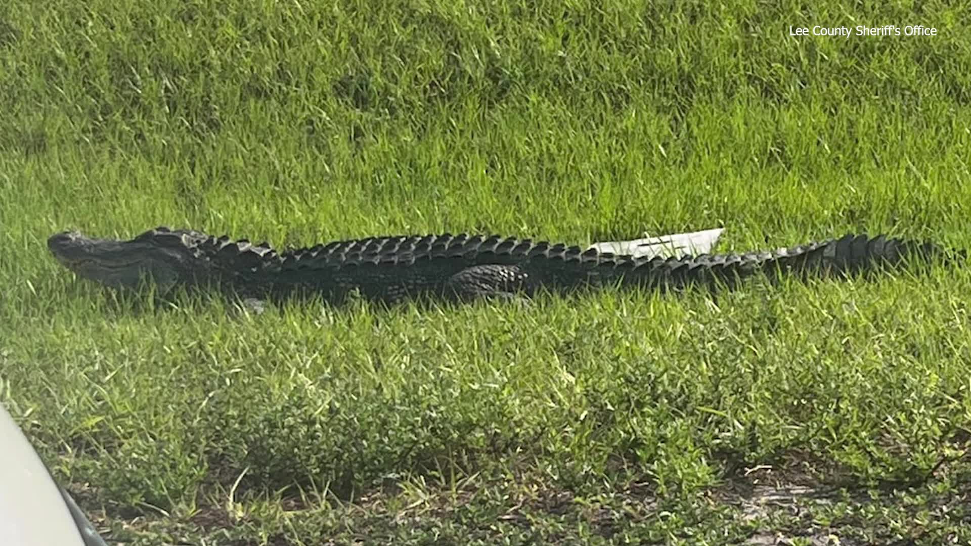 8 foot gator wrangled in Lee Co – WFLA