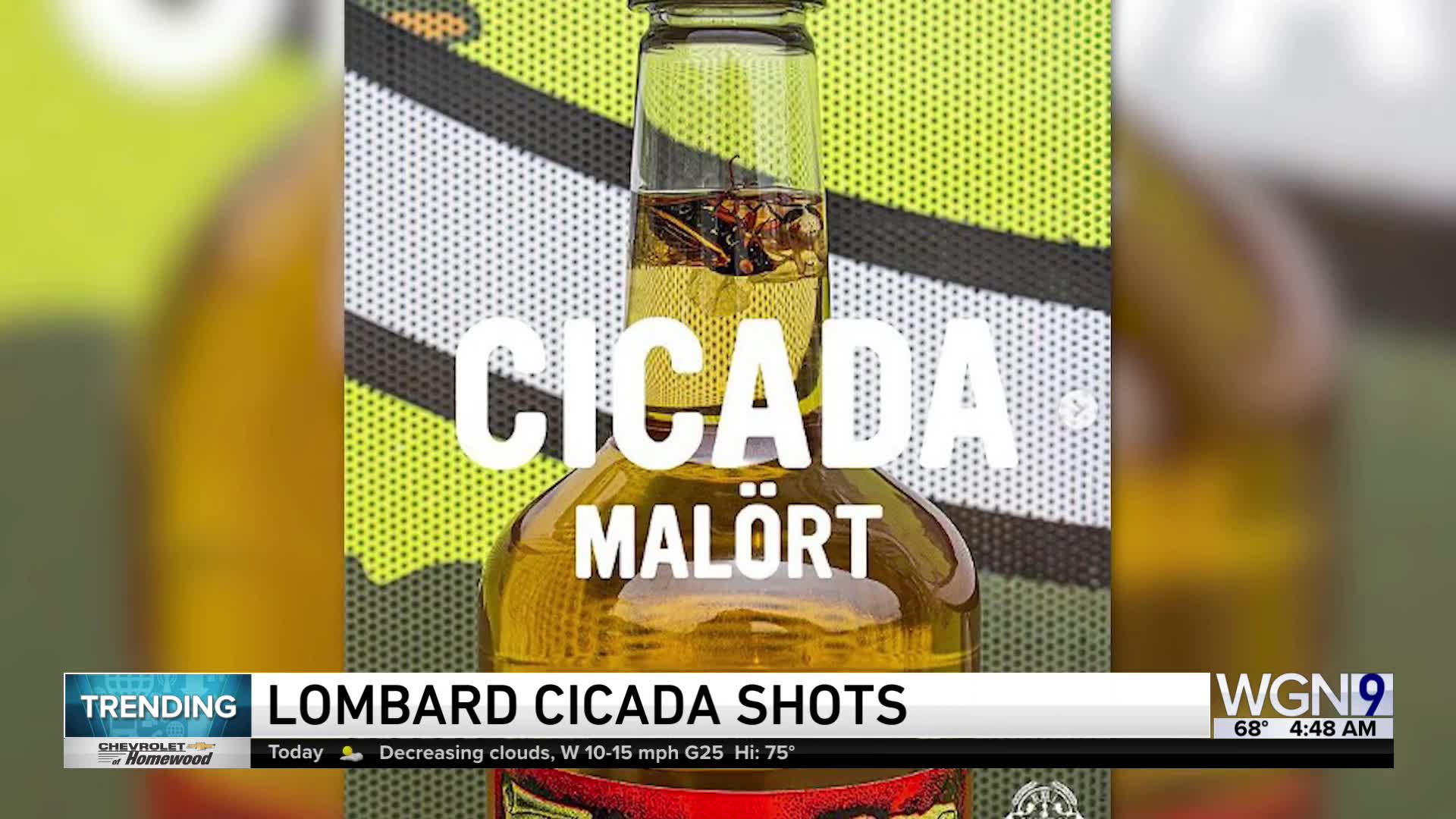 Suburban brewpub serving cicada-infused Malört shots – WKRN News 2