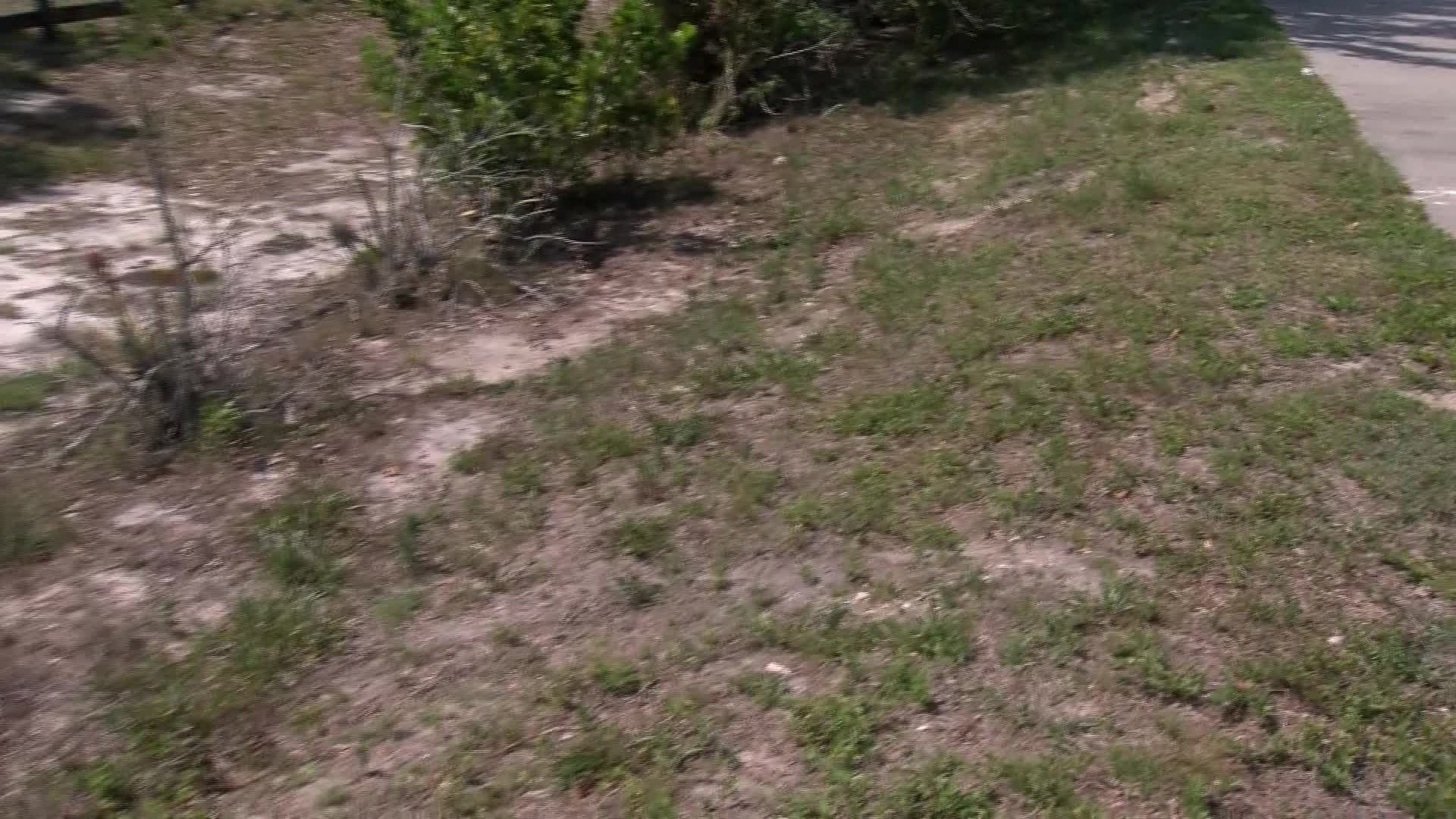 Burmese pythons slithering farther north – WFLA