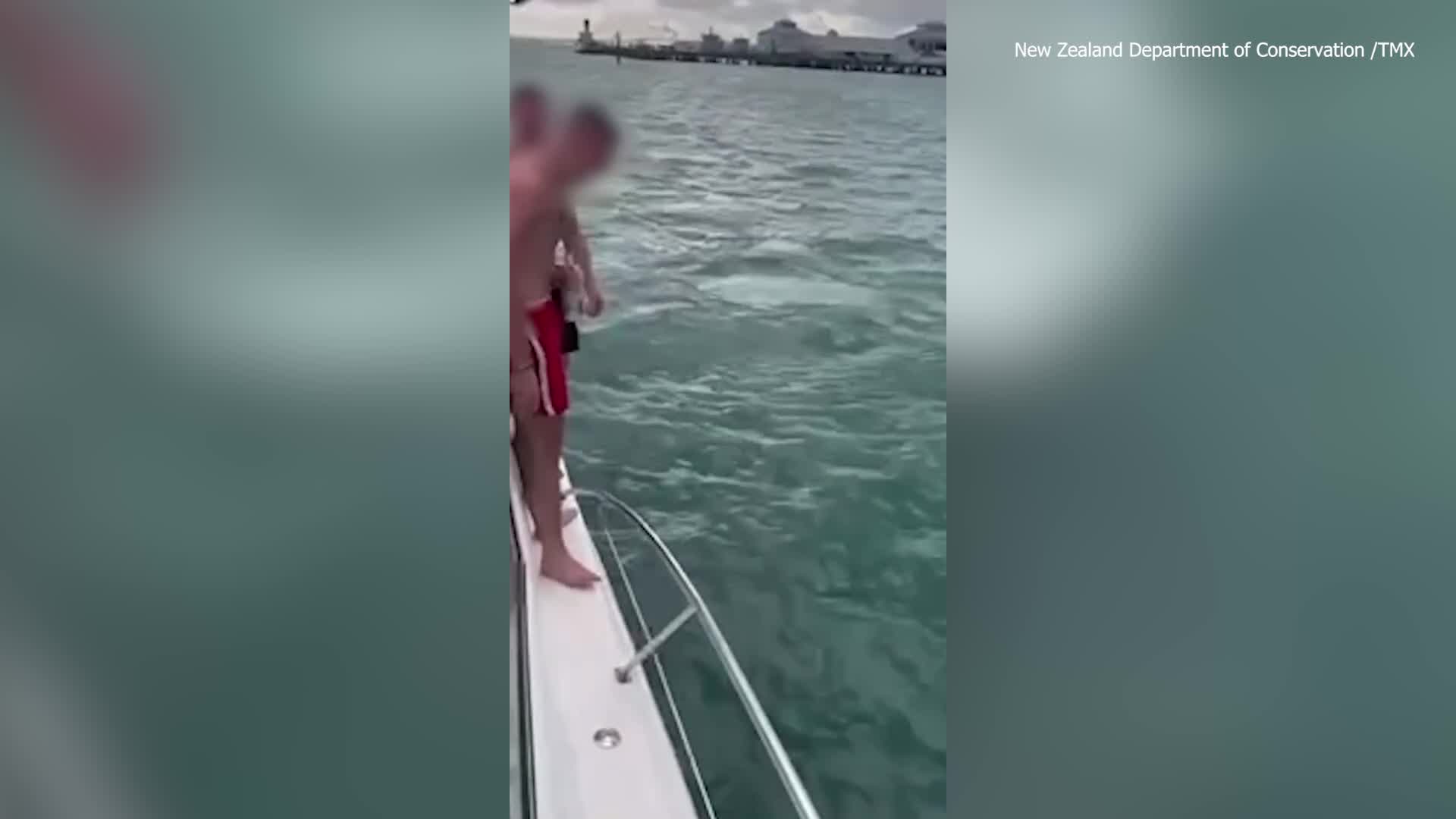 Man body slams orca – WFLA