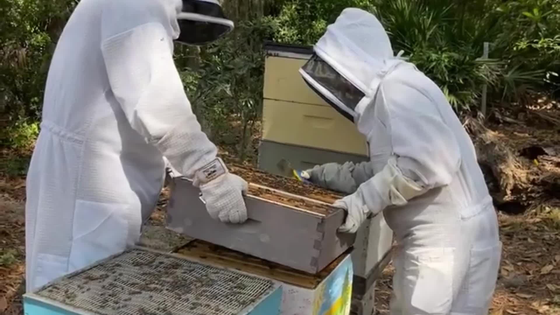 Tampa beekeeper sustains ecosystem and sweetens lives BTS – WFLA