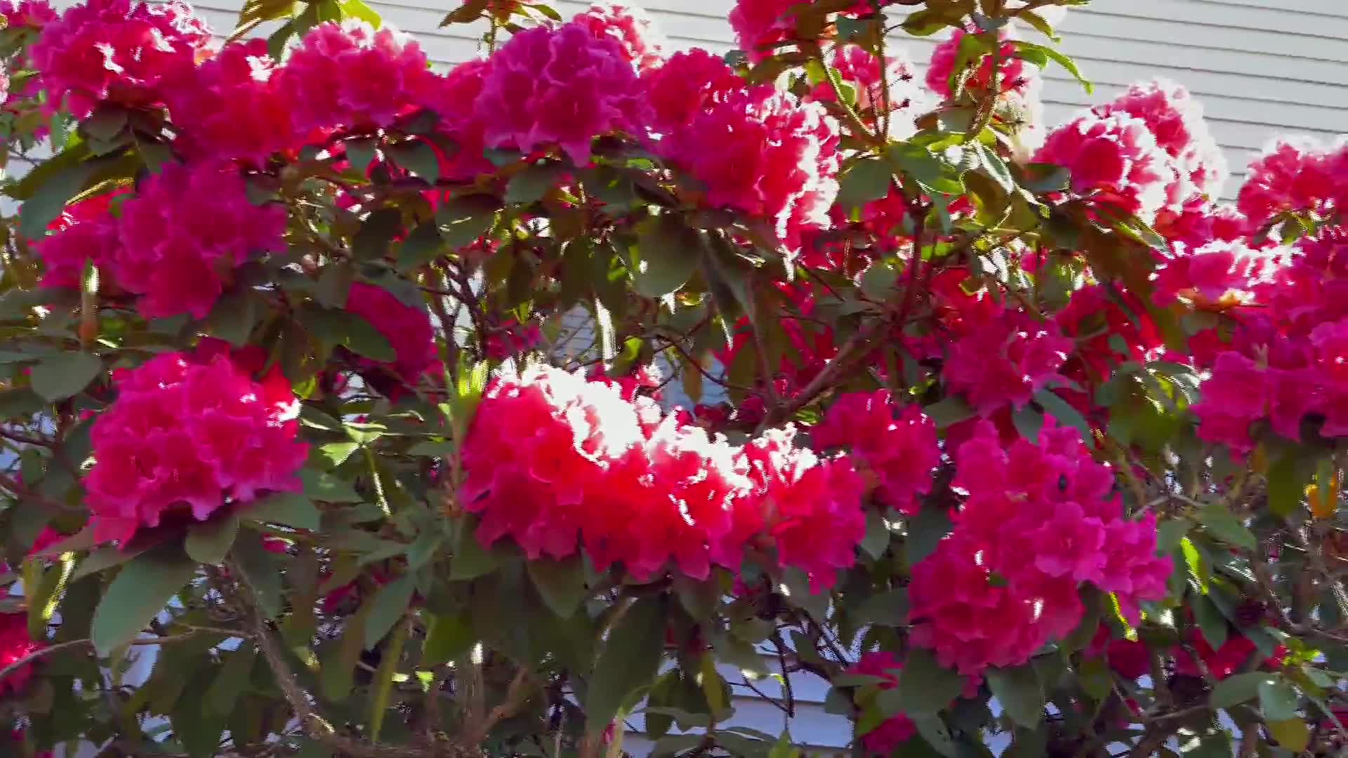 Weekend Gardening: Best time to move plants – WGN-TV