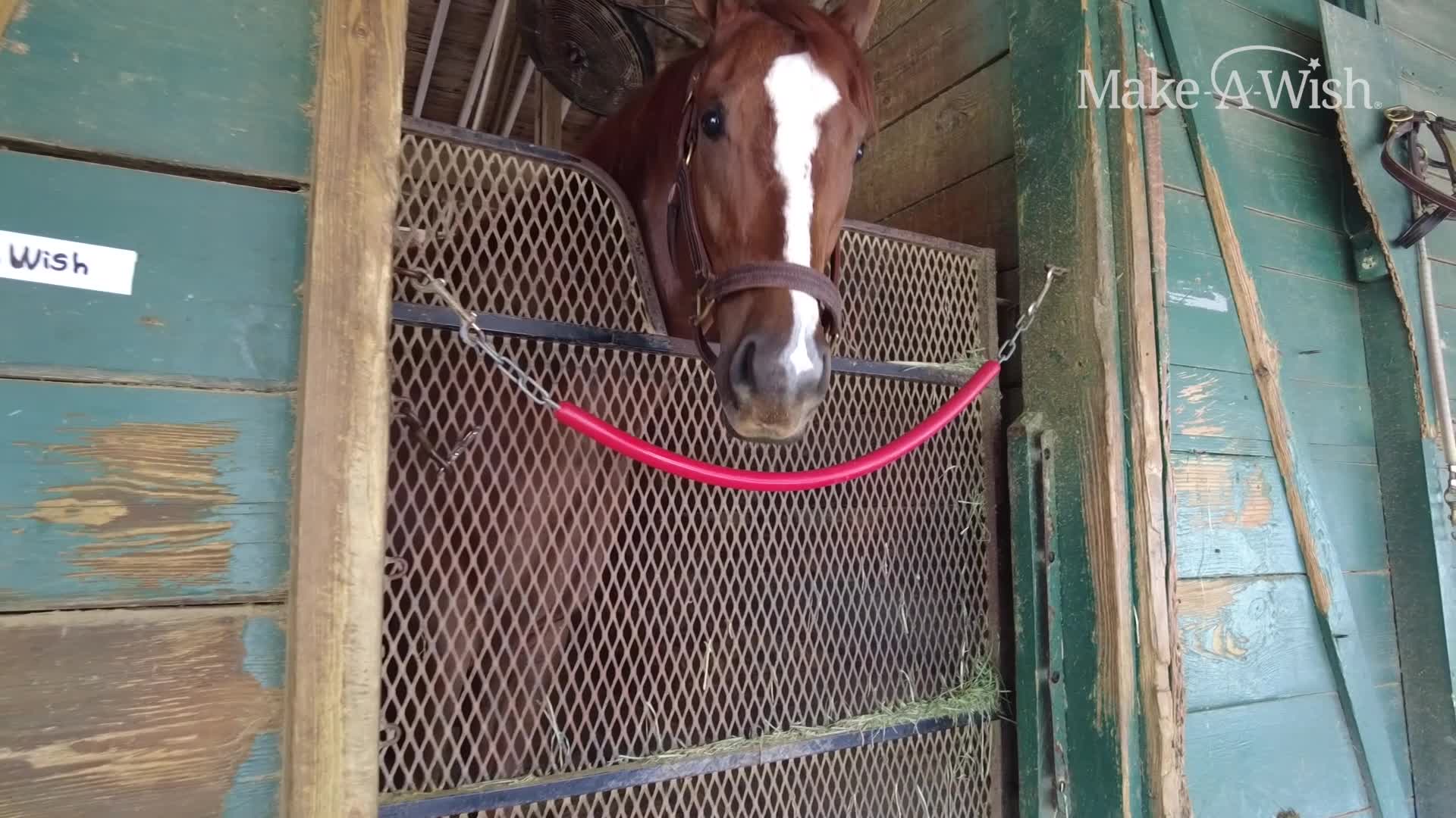 Critically-Ill, Odessa Girl has a Racehorse Named for Her, Watches it ...