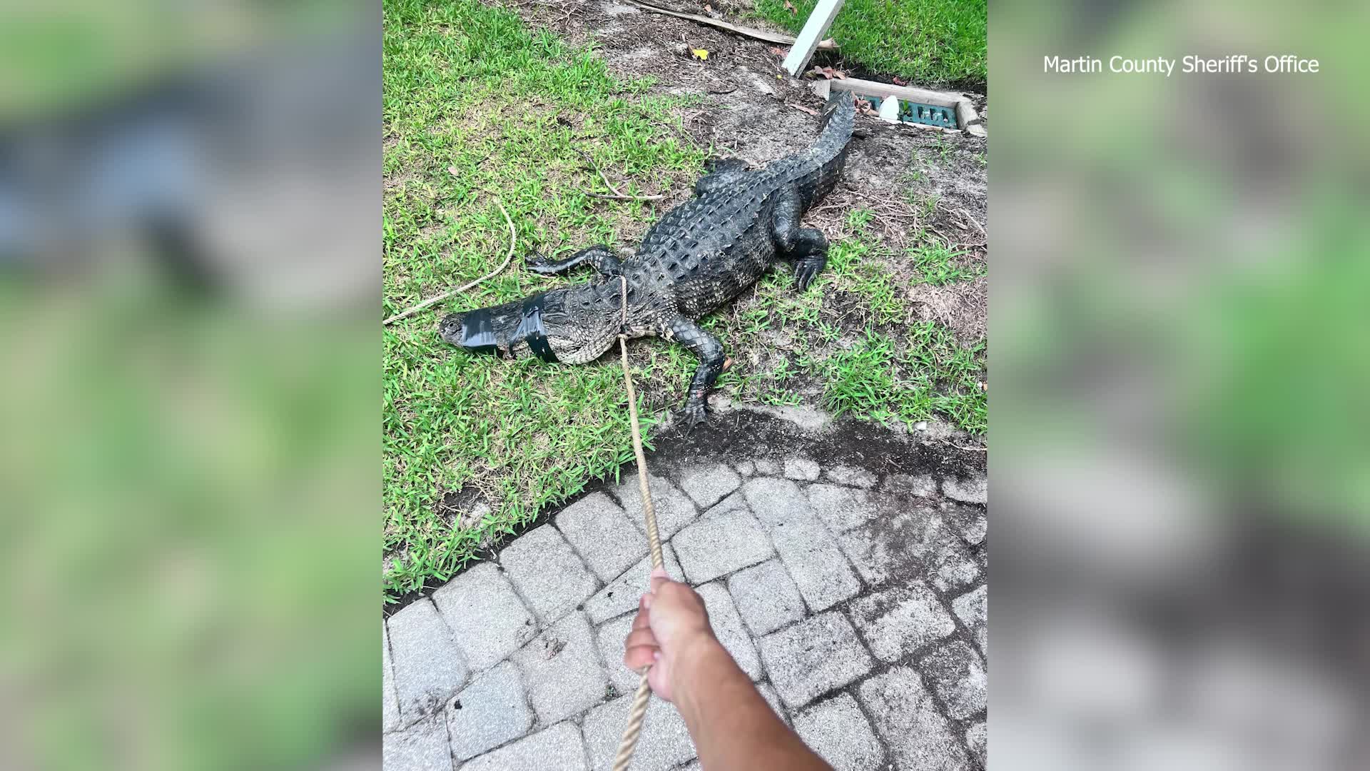 9-foot gator hides near popular dog walking community – WGN-TV