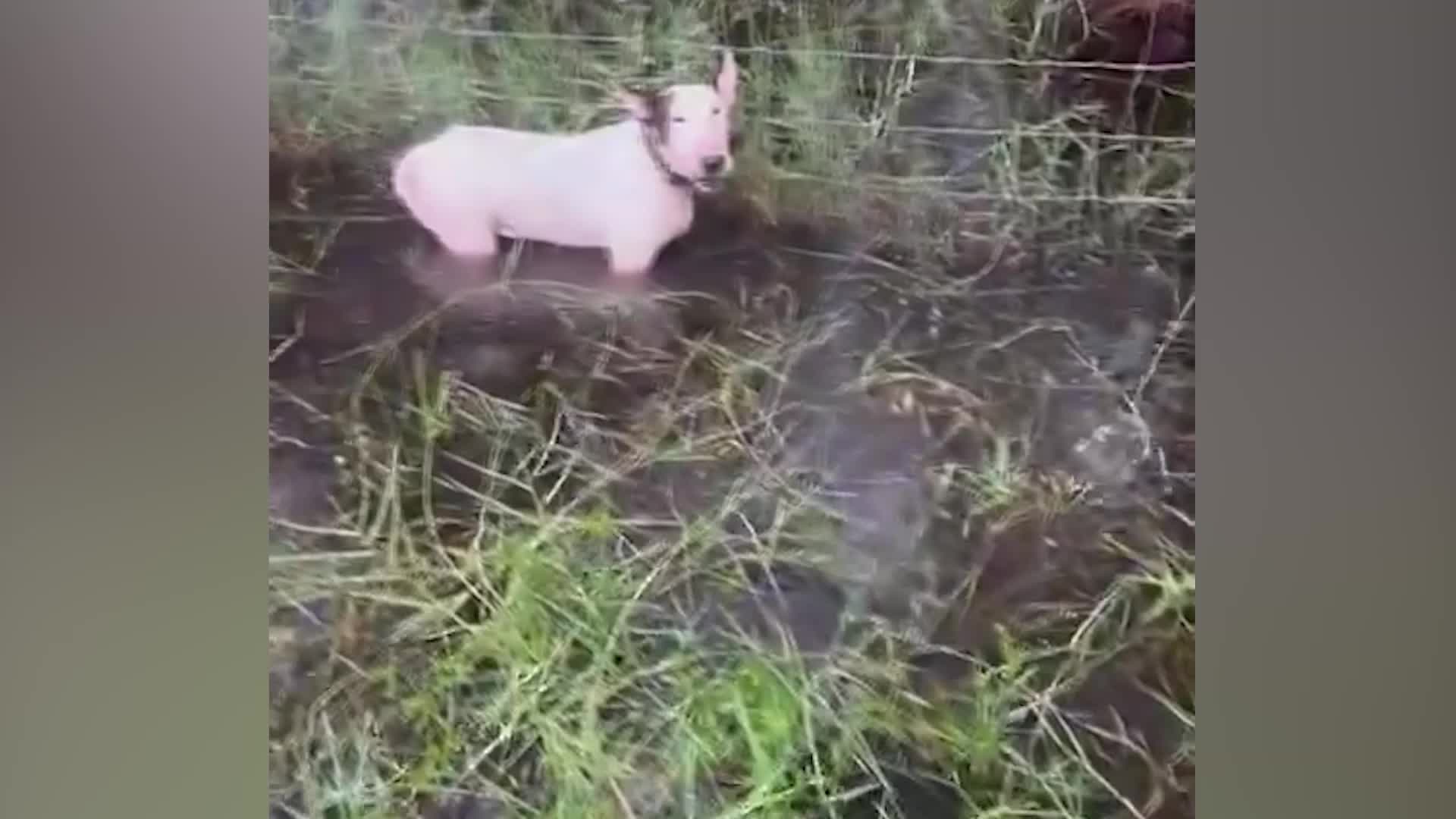 FHP trooper saves dog left tied to pole on I-75 near Tampa – WSPA 7NEWS