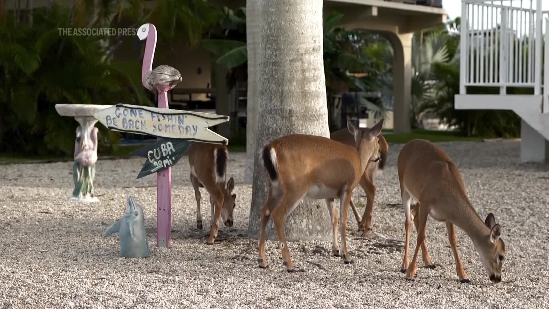 Florida’s iconic Key deer face an uncertain future as seas rise – WFLA