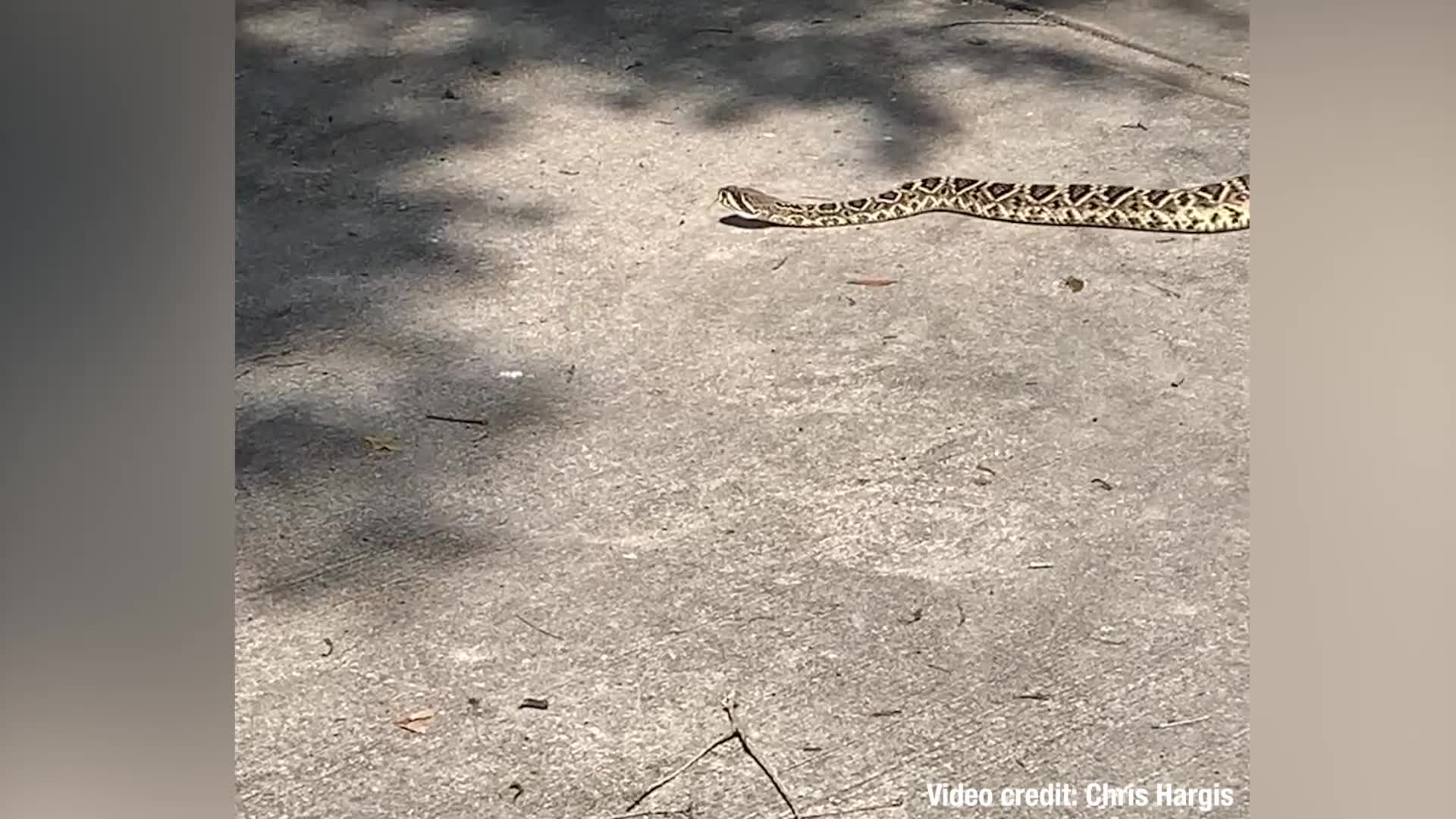 WATCH: Large eastern diamondback rattlesnake slithers around Palm ...