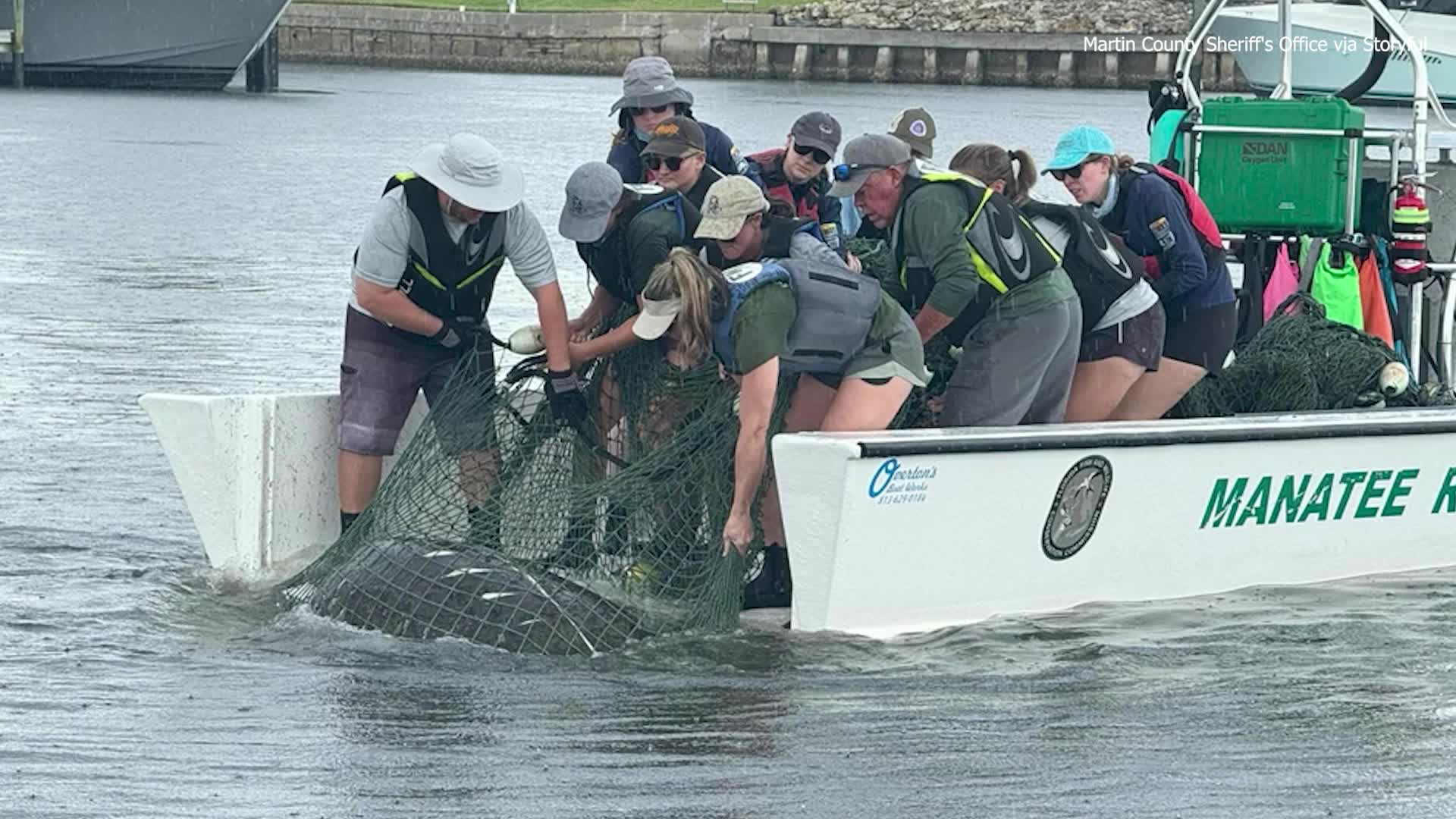 Manatee Hit By Boat Propellor Rescued by Florida Deputies – WFLA