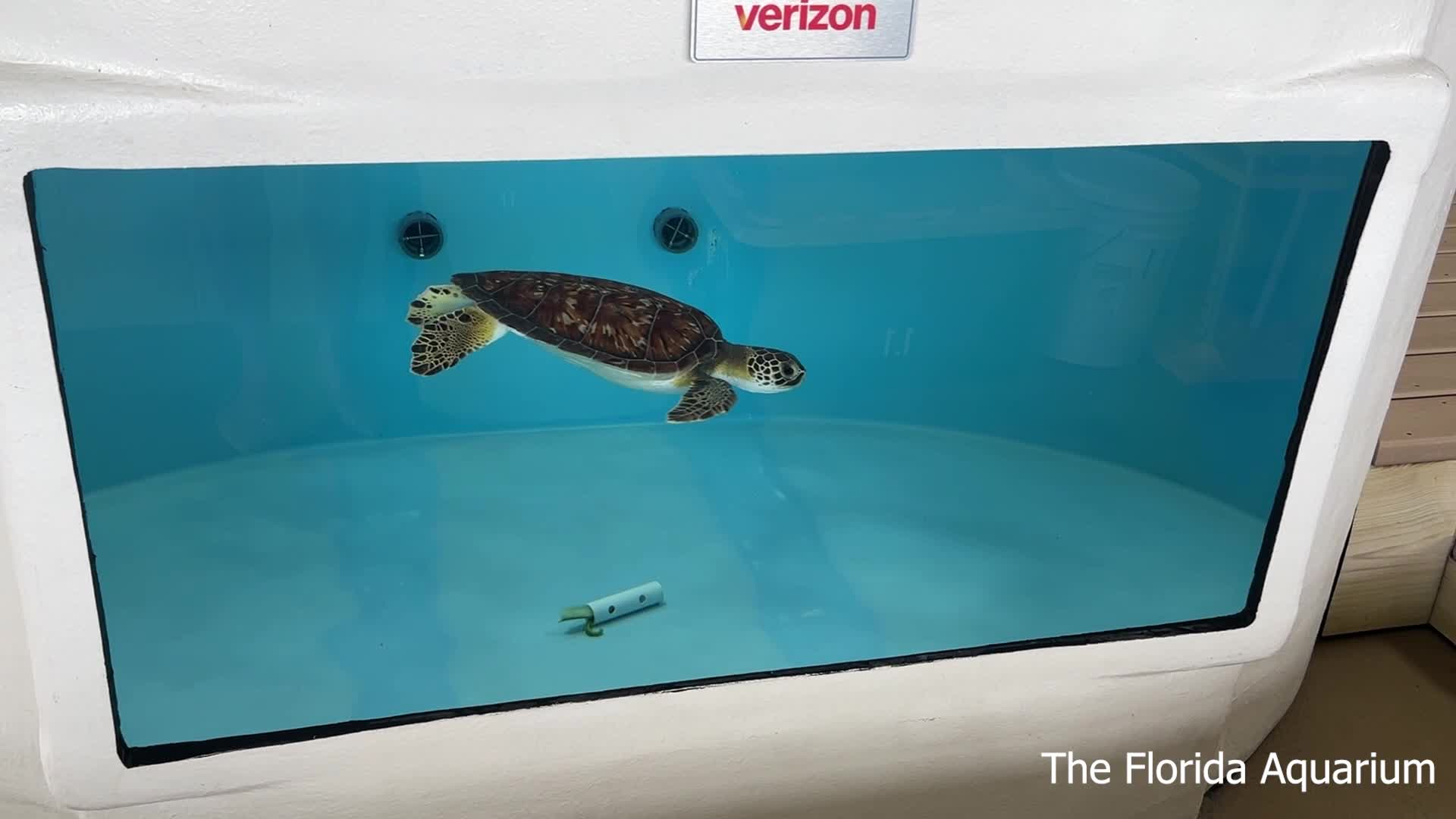 Sea Turtle rescued after Hurricane Helene, relocated due to Hurricane ...
